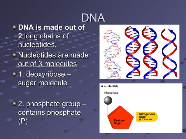 DNA Function and Structure Notes | PPT