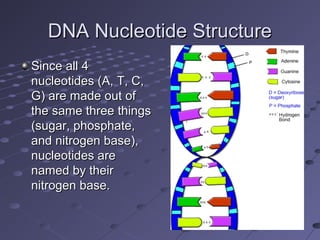 DNA Function and Structure Notes | PPT