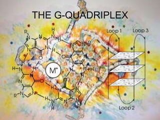 Dna G quadreplex structure discovery | PPTX