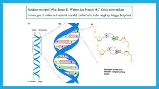 DNA, Gen dan Kromosom | PPTX