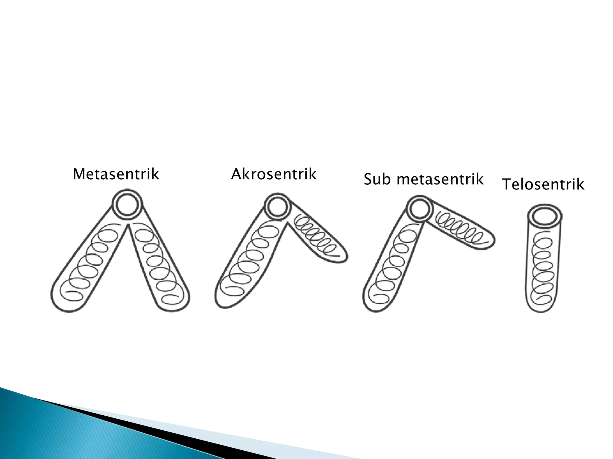Dna, gen, dan kromosom | PPT