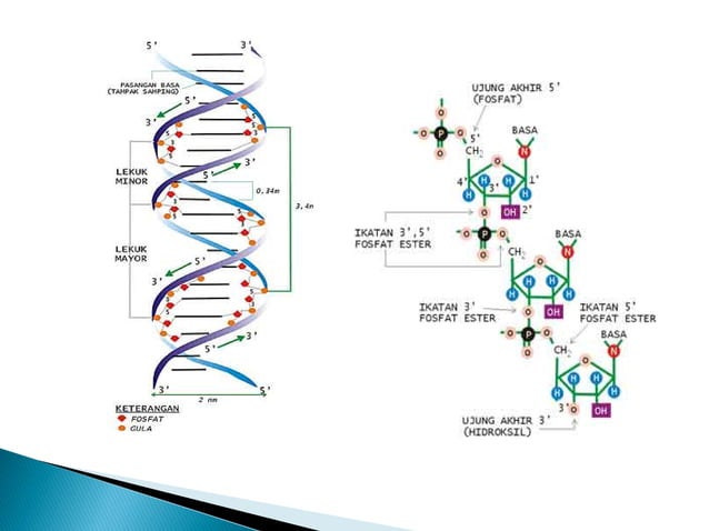 Dna, gen, dan kromosom | PDF
