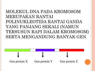 DNA_GEN_DAN_SINTESIS_PROTEIN [Autosaved].ppt