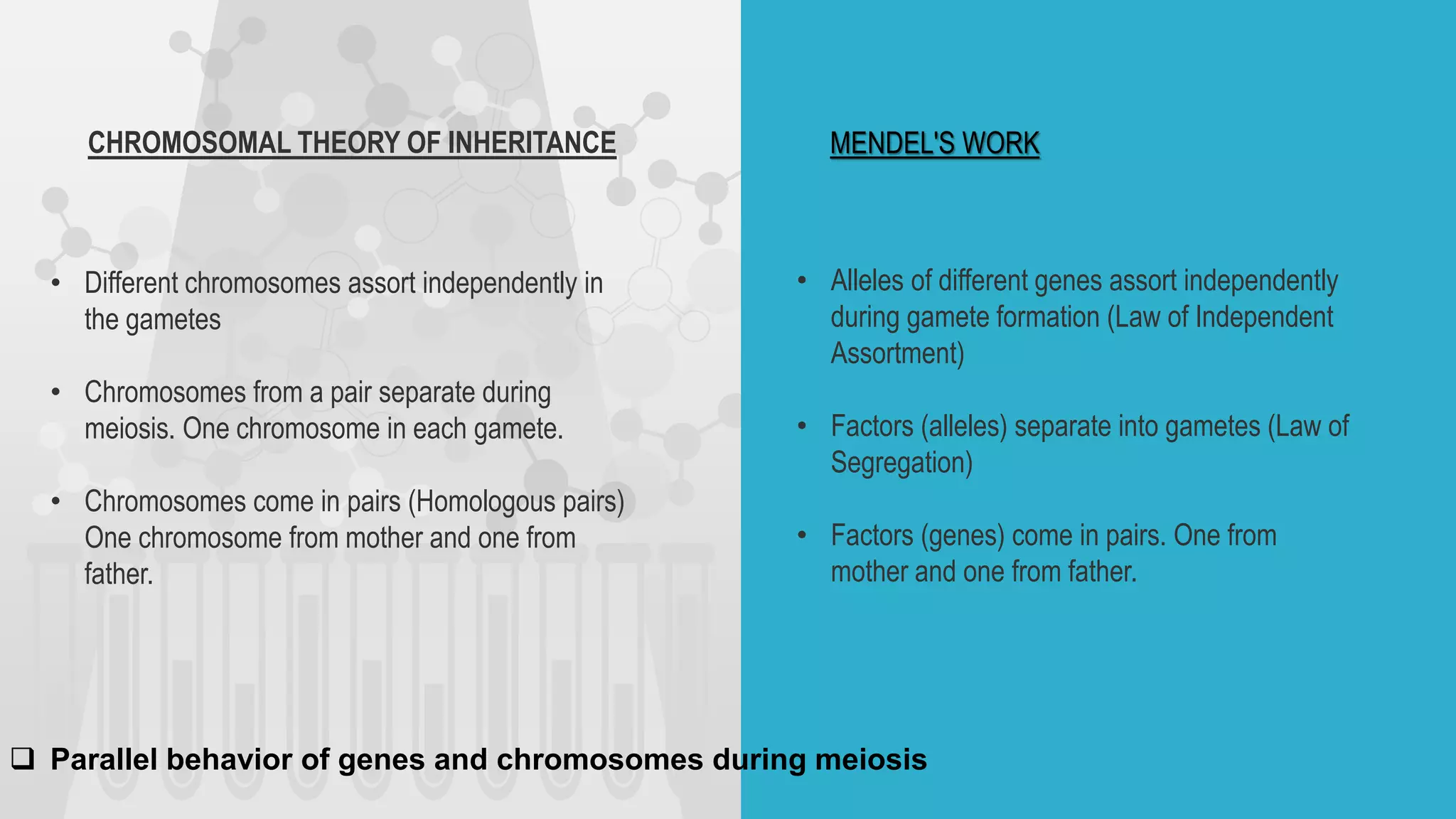 CHROMOSOMAL THEORY OF INHERITANCE | PPTX