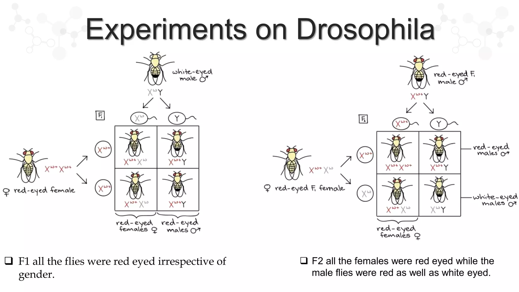 Chromosomal Theory Of Inheritance Pptx