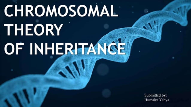 CHROMOSOMAL THEORY OF INHERITANCE | PPTX