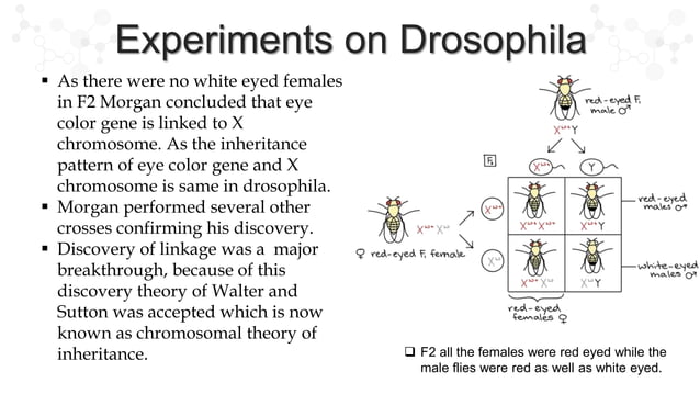 CHROMOSOMAL THEORY OF INHERITANCE | PPTX