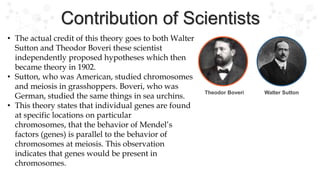 CHROMOSOMAL THEORY OF INHERITANCE | PPTX