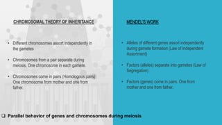 CHROMOSOMAL THEORY OF INHERITANCE | PPTX