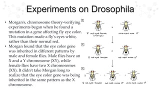 CHROMOSOMAL THEORY OF INHERITANCE | PPTX