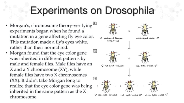 CHROMOSOMAL THEORY OF INHERITANCE | PPTX