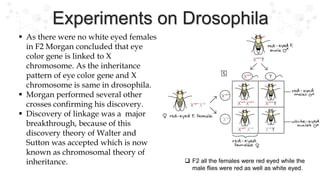 Chromosome Theory Of Inheritance