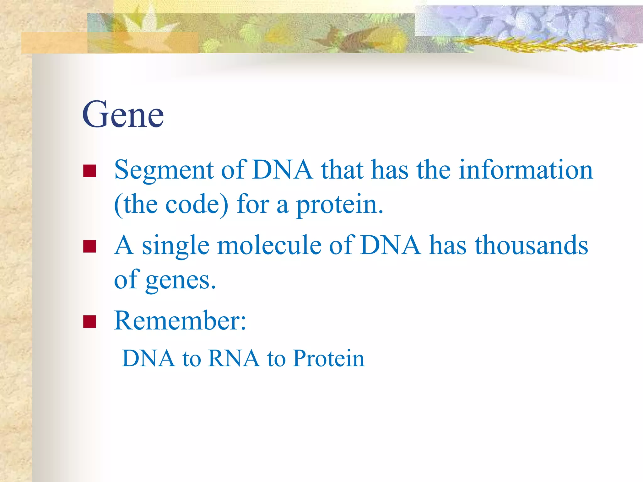 DNA Genes and Chromosomes.ppt