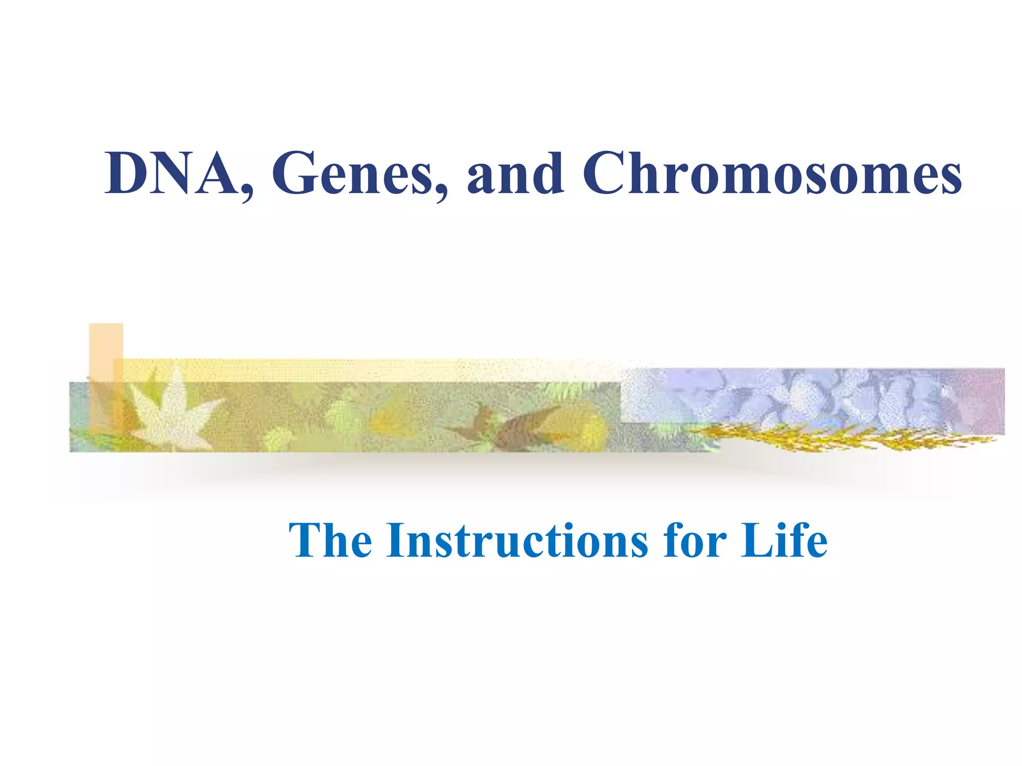 DNA Genes and Chromosomes.ppt
