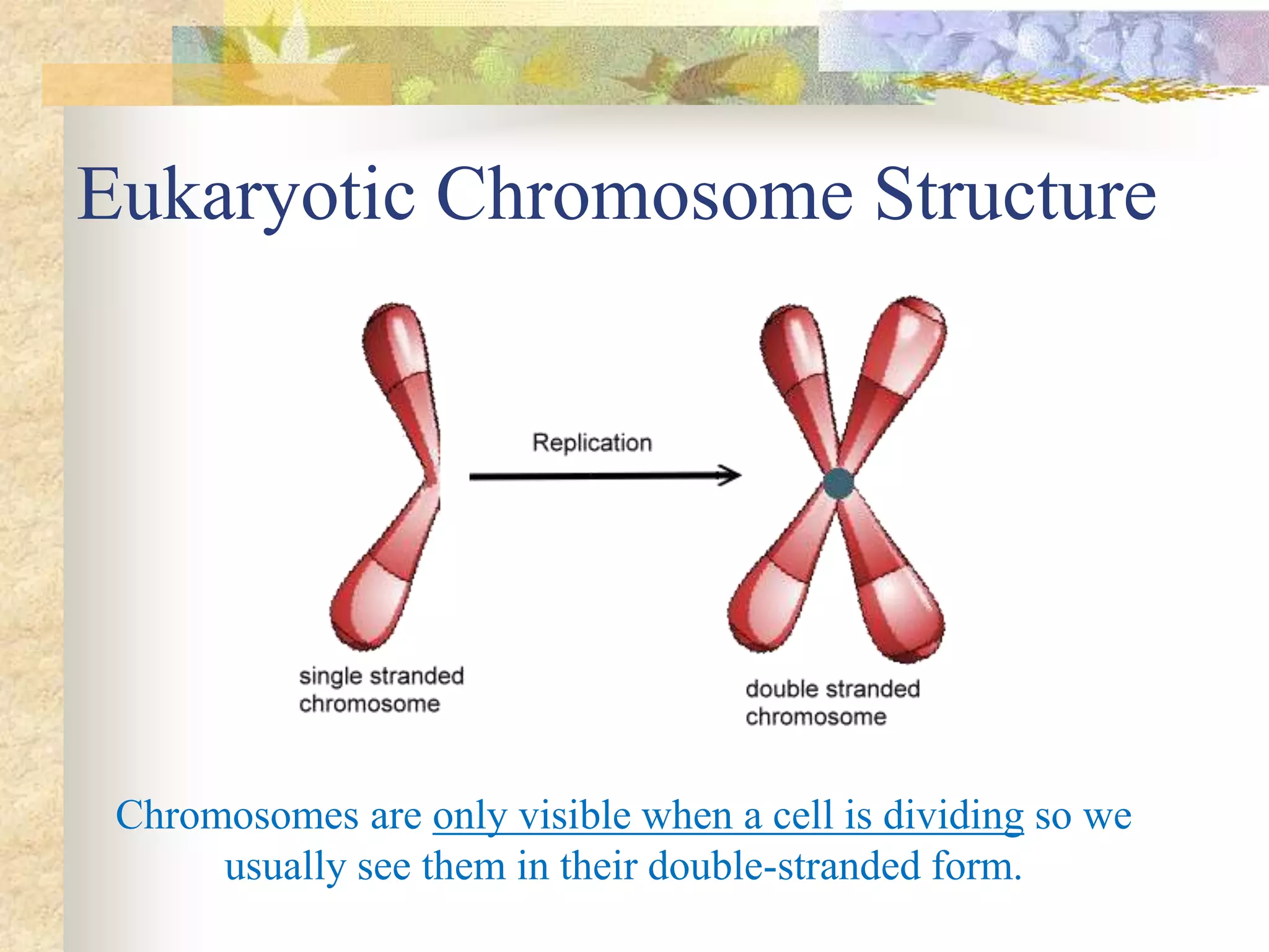 DNA Genes and Chromosomes.ppt