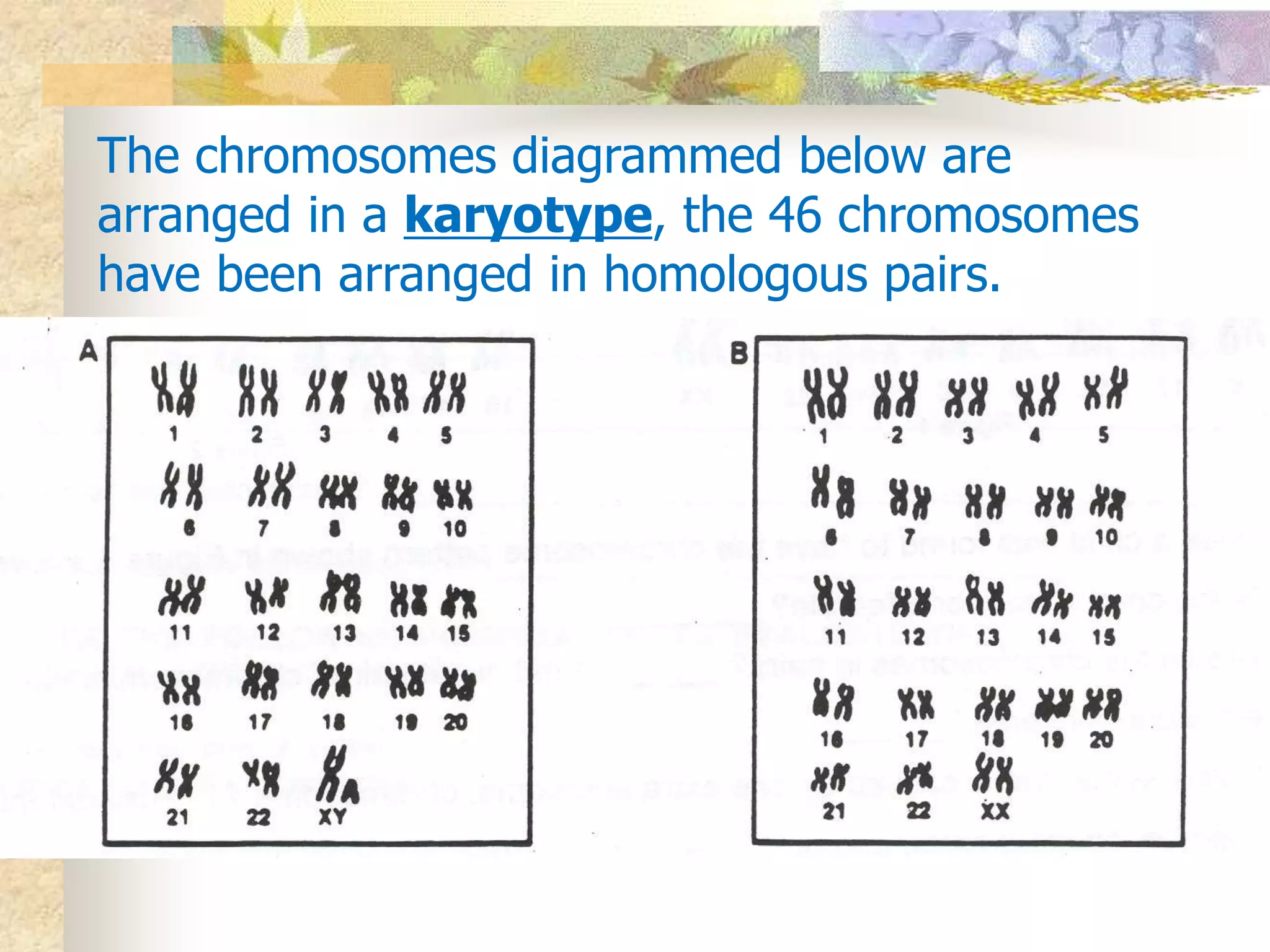 DNA Genes and Chromosomes.ppt
