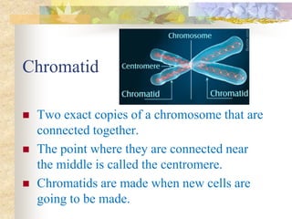 DNA Genes and Chromosomes.ppt
