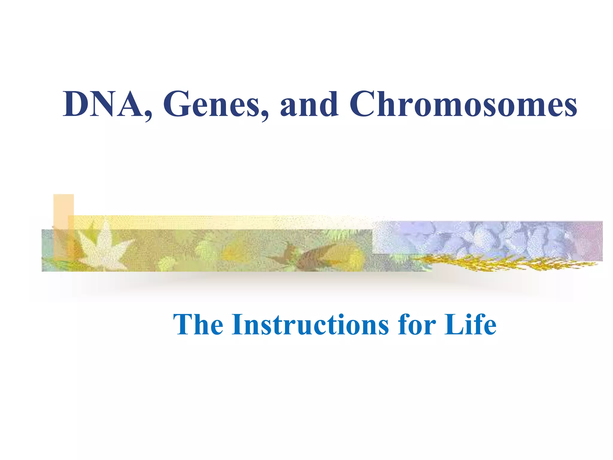 DNA Genes and Chromosomes.ppt