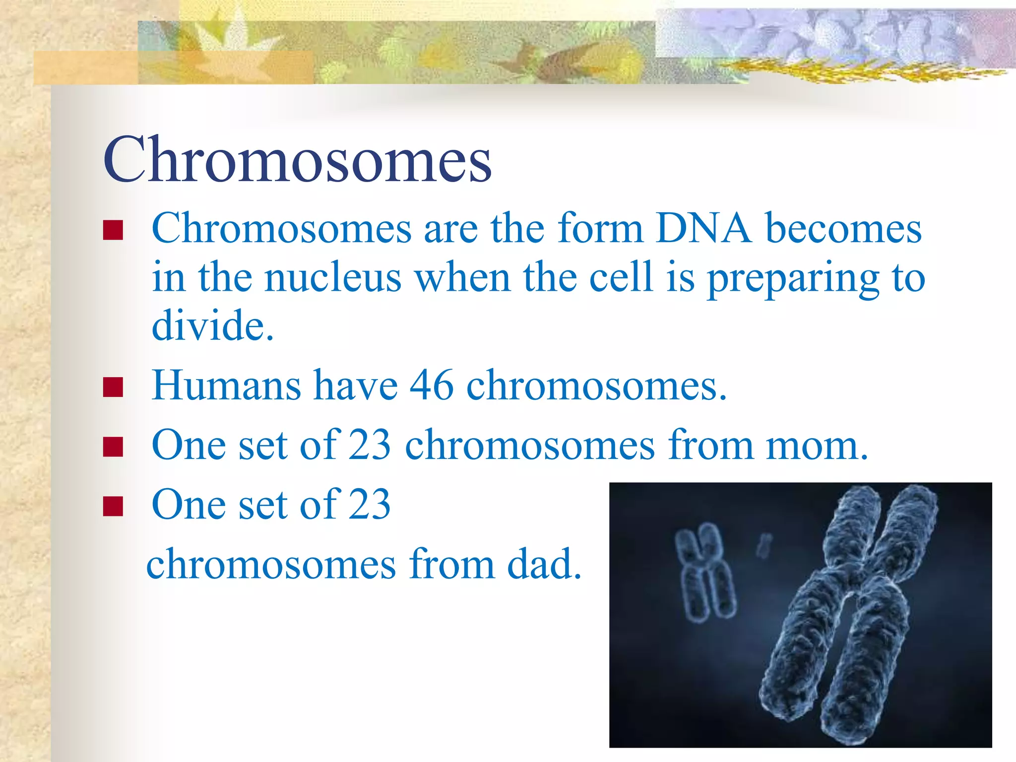 DNA Genes and Chromosomes.ppt