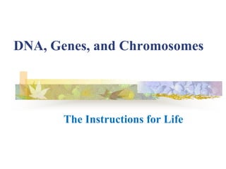DNA Genes and Chromosomes.pptx