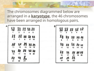 DNA, Genes, and Chromosomessssssssssssssss | PPTX