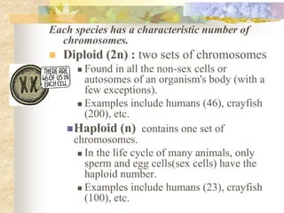 DNA, Genes, and Chromosomes2 (2).ppt
