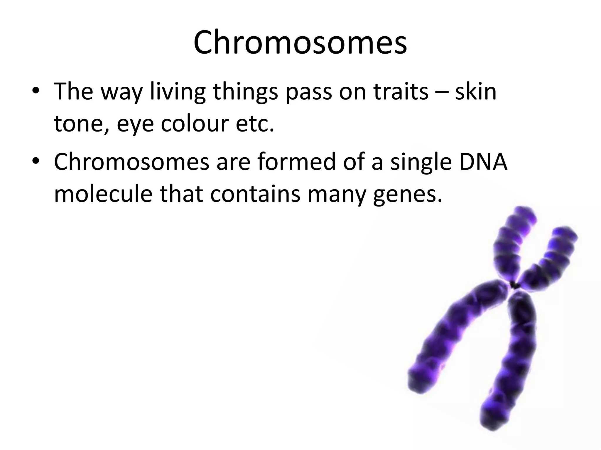 DNA, Genes and the Continuity of Life | PPTX