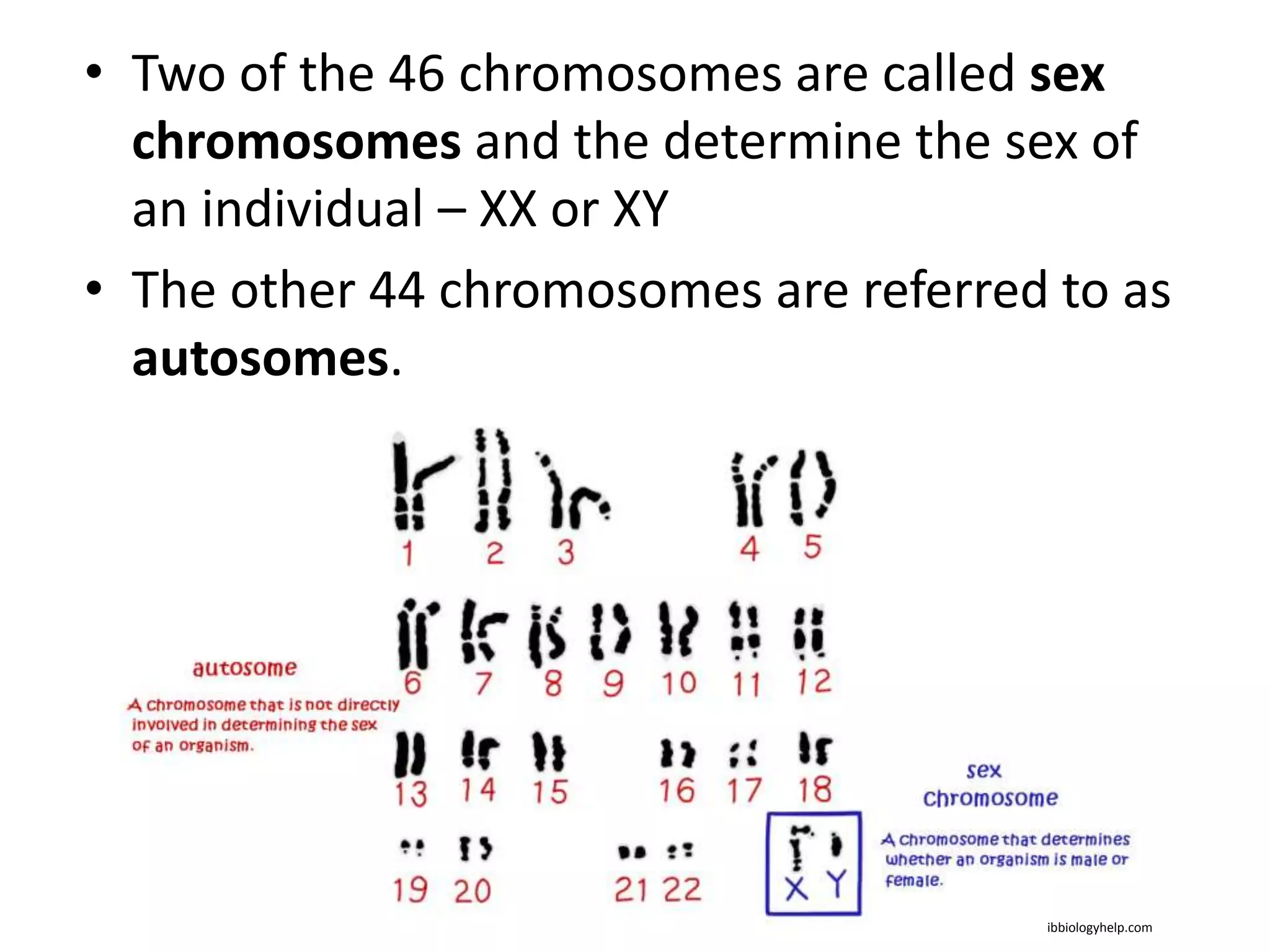 DNA, Genes and the Continuity of Life | PPTX