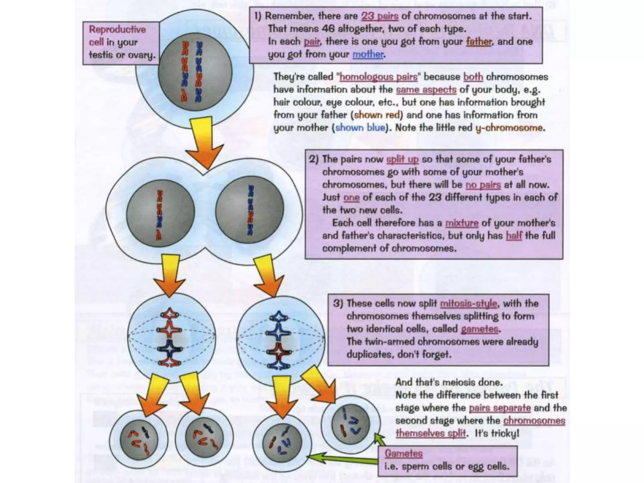 DNA, Genes and the Continuity of Life | PPTX