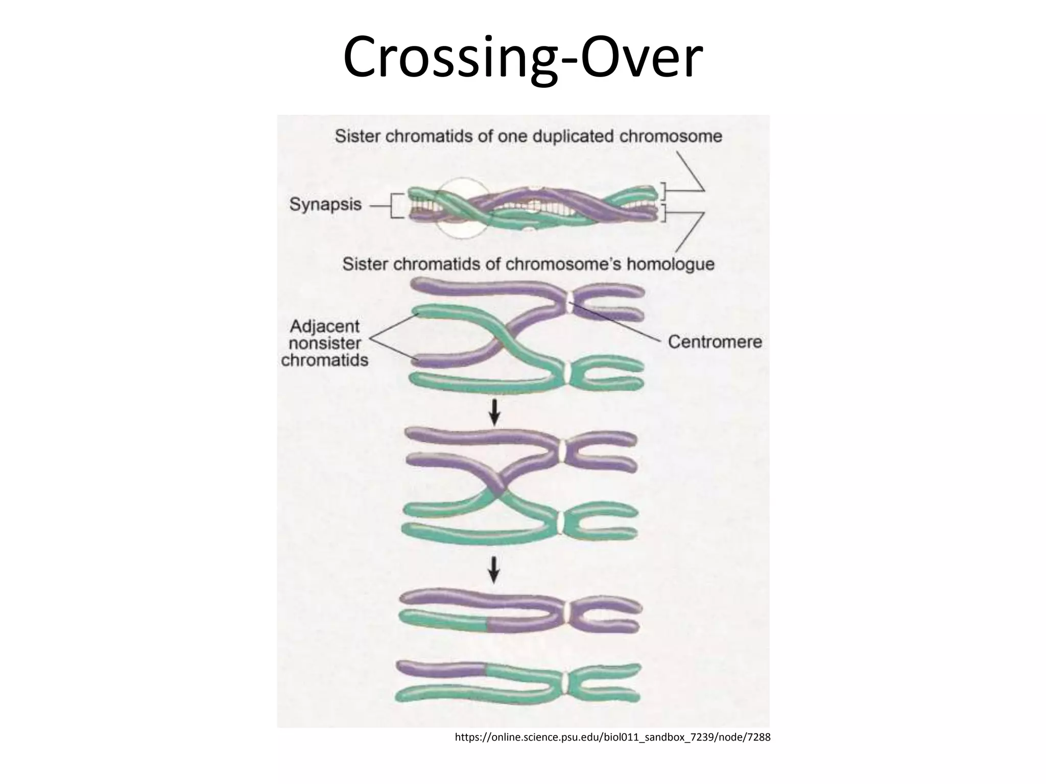 DNA, Genes and the Continuity of Life | PPTX