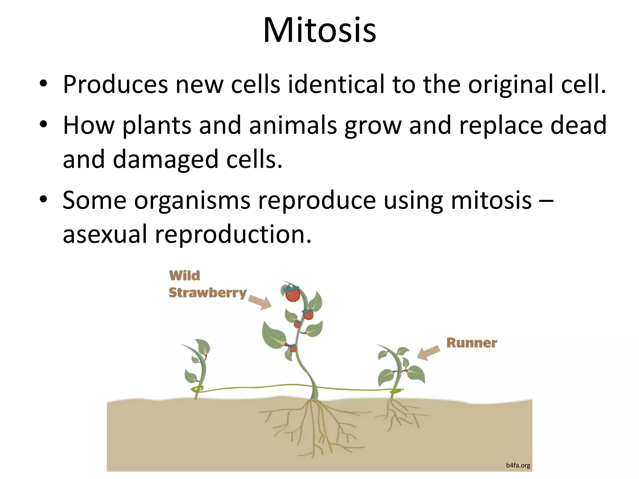 DNA, Genes and the Continuity of Life | PPTX