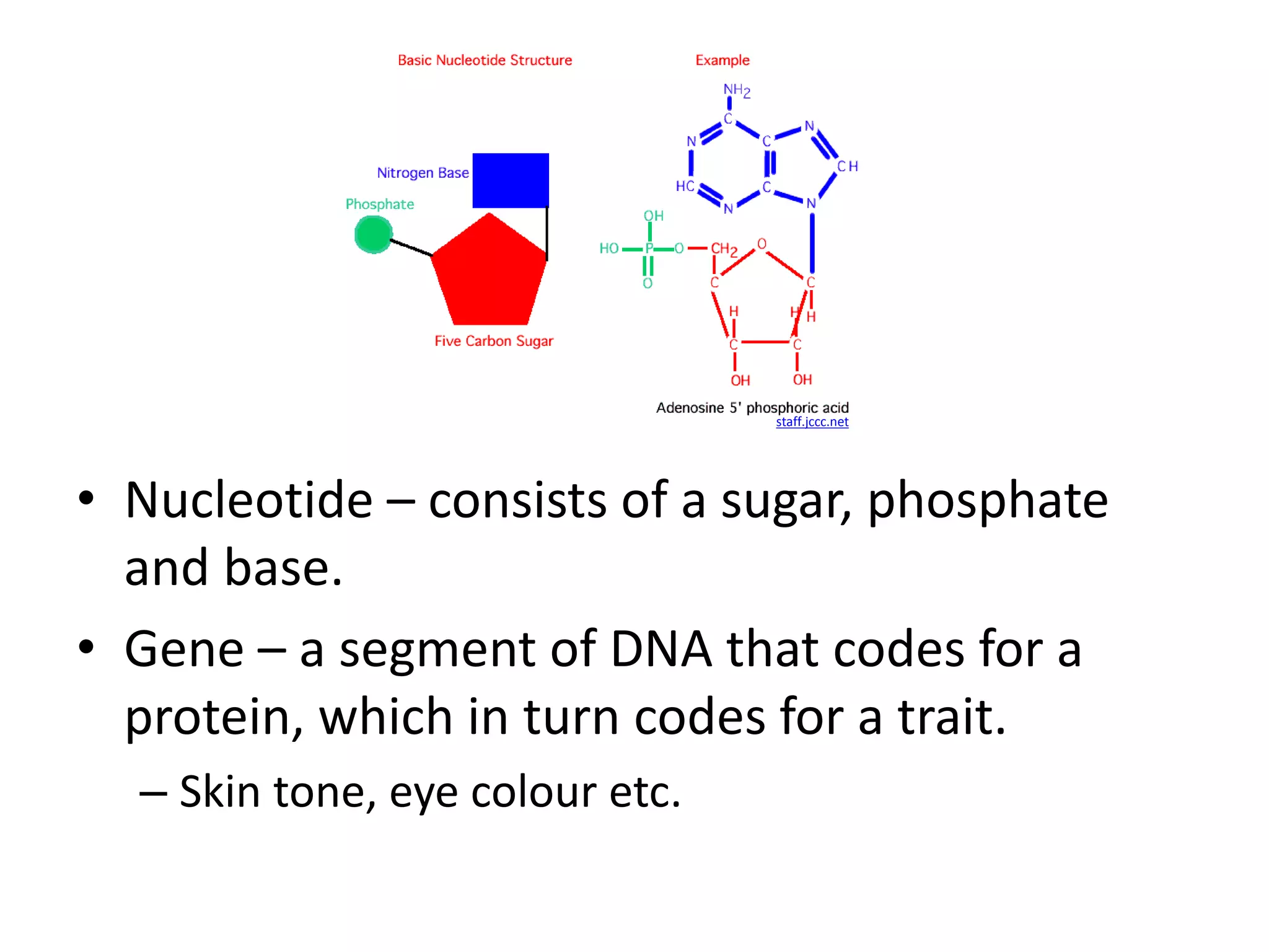 DNA, Genes and the Continuity of Life | PPTX
