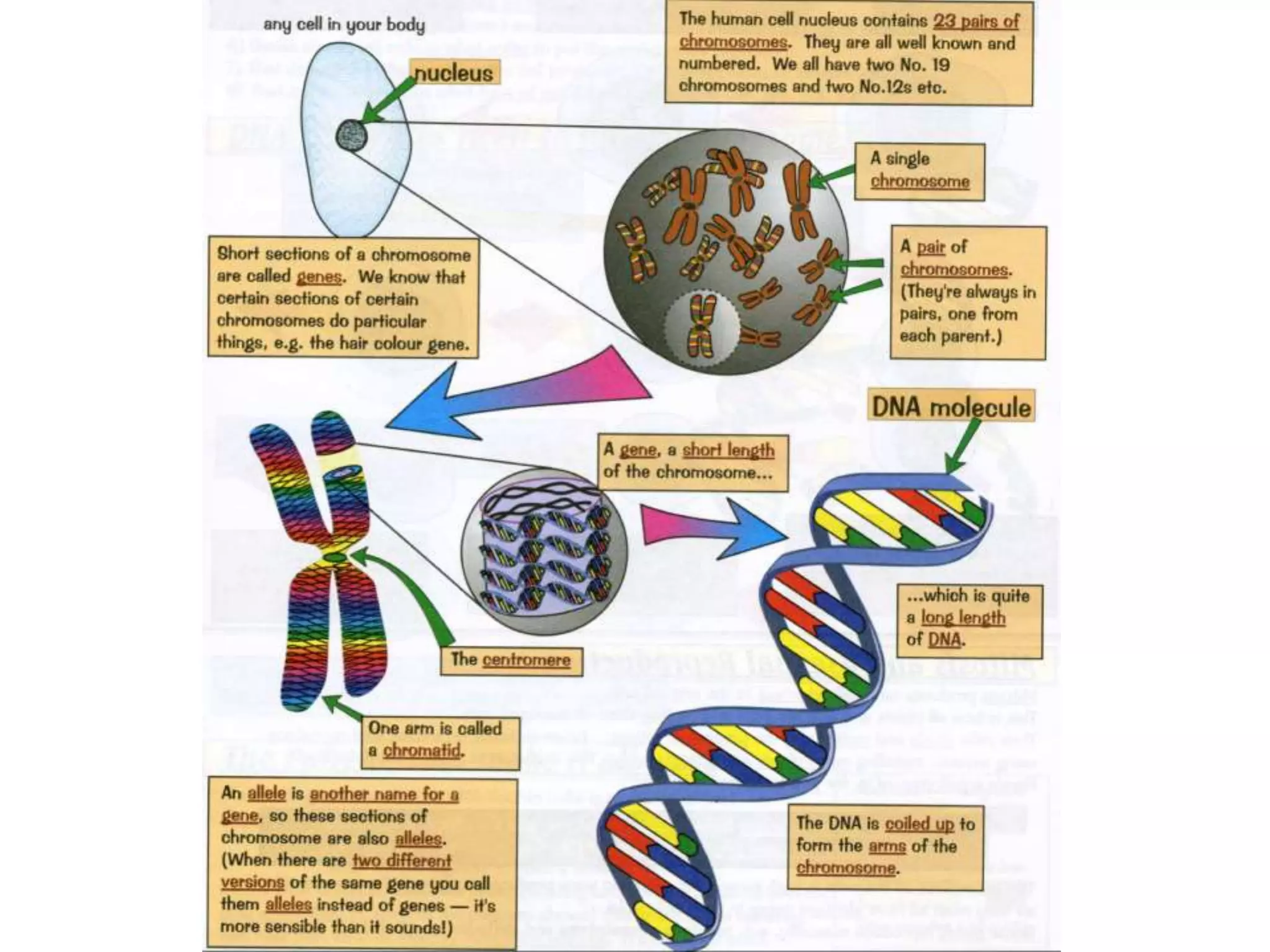 DNA, Genes and the Continuity of Life | PPTX