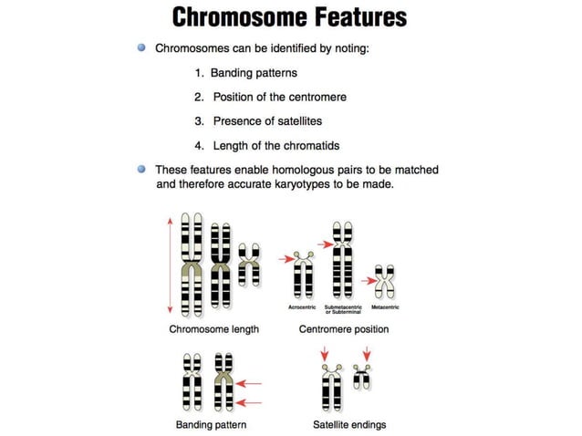 DNA, Genes and the Continuity of Life | PPTX