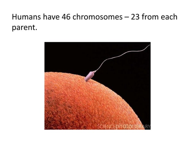 DNA, Genes and the Continuity of Life | PPTX