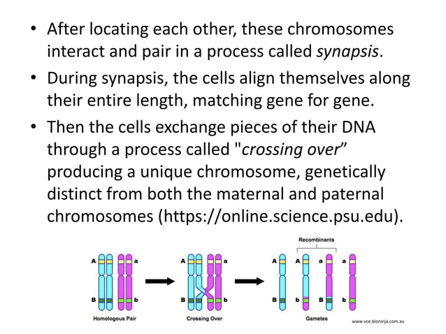 DNA, Genes and the Continuity of Life | PPTX