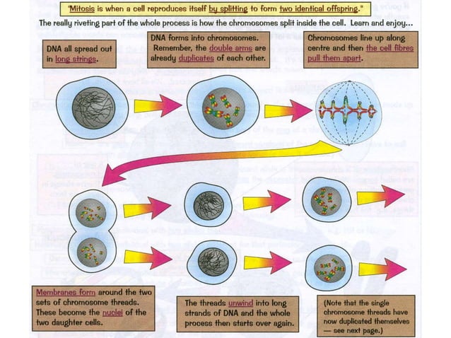 DNA, Genes and the Continuity of Life | PPTX