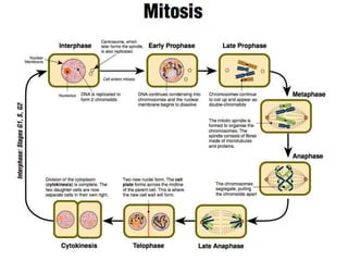 DNA, Genes and the Continuity of Life | PPTX