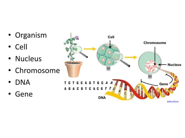 DNA, Genes and the Continuity of Life | PPTX