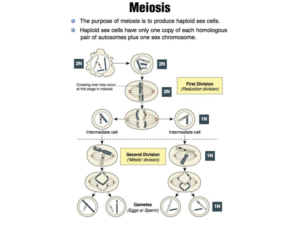 DNA, Genes and the Continuity of Life