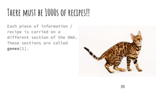 DNA & Genes KS2 | PPTX