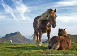 DNA & Genes KS2 | PPTX