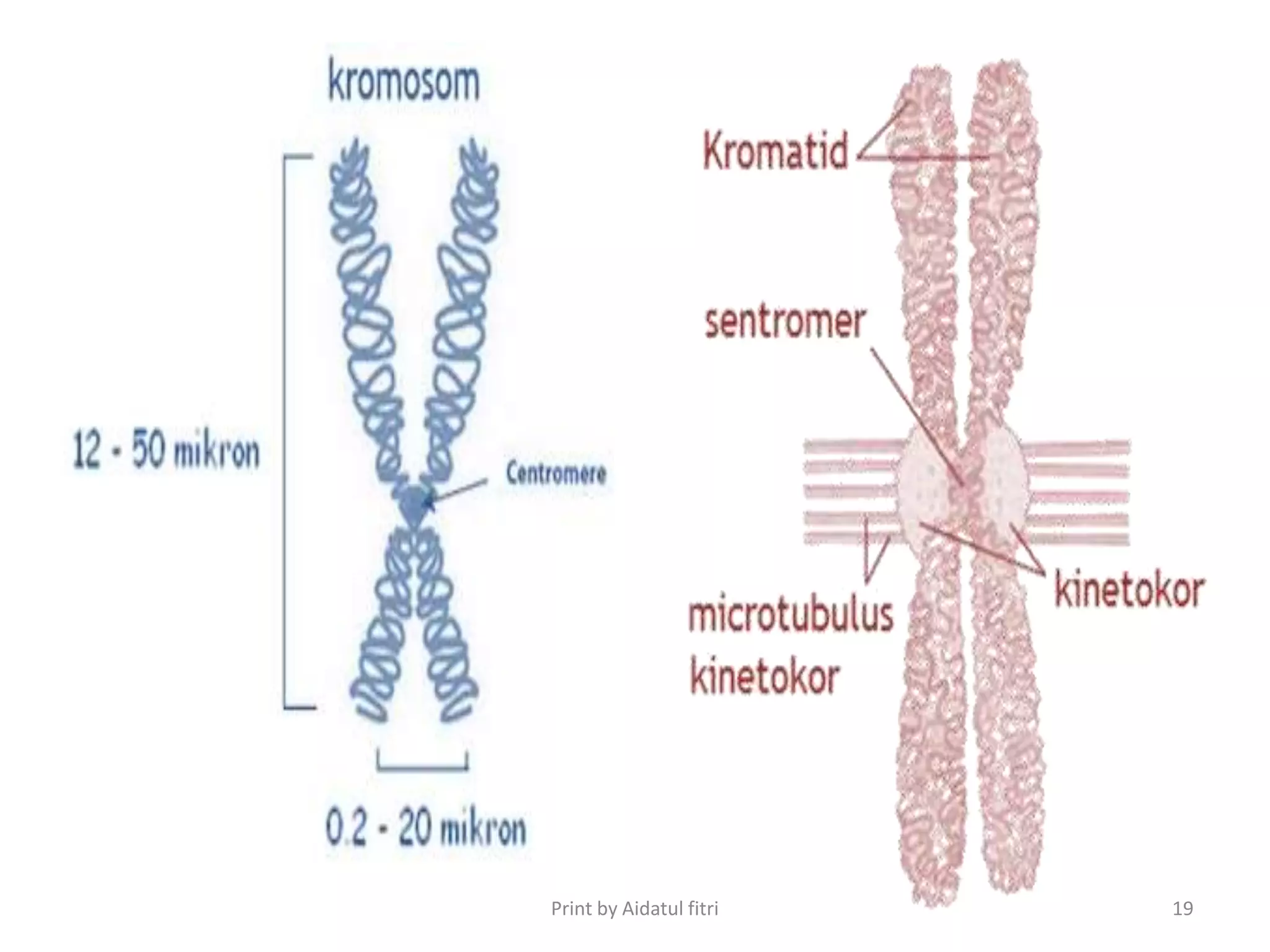 Dna, gen, dan kromosom | PPTX