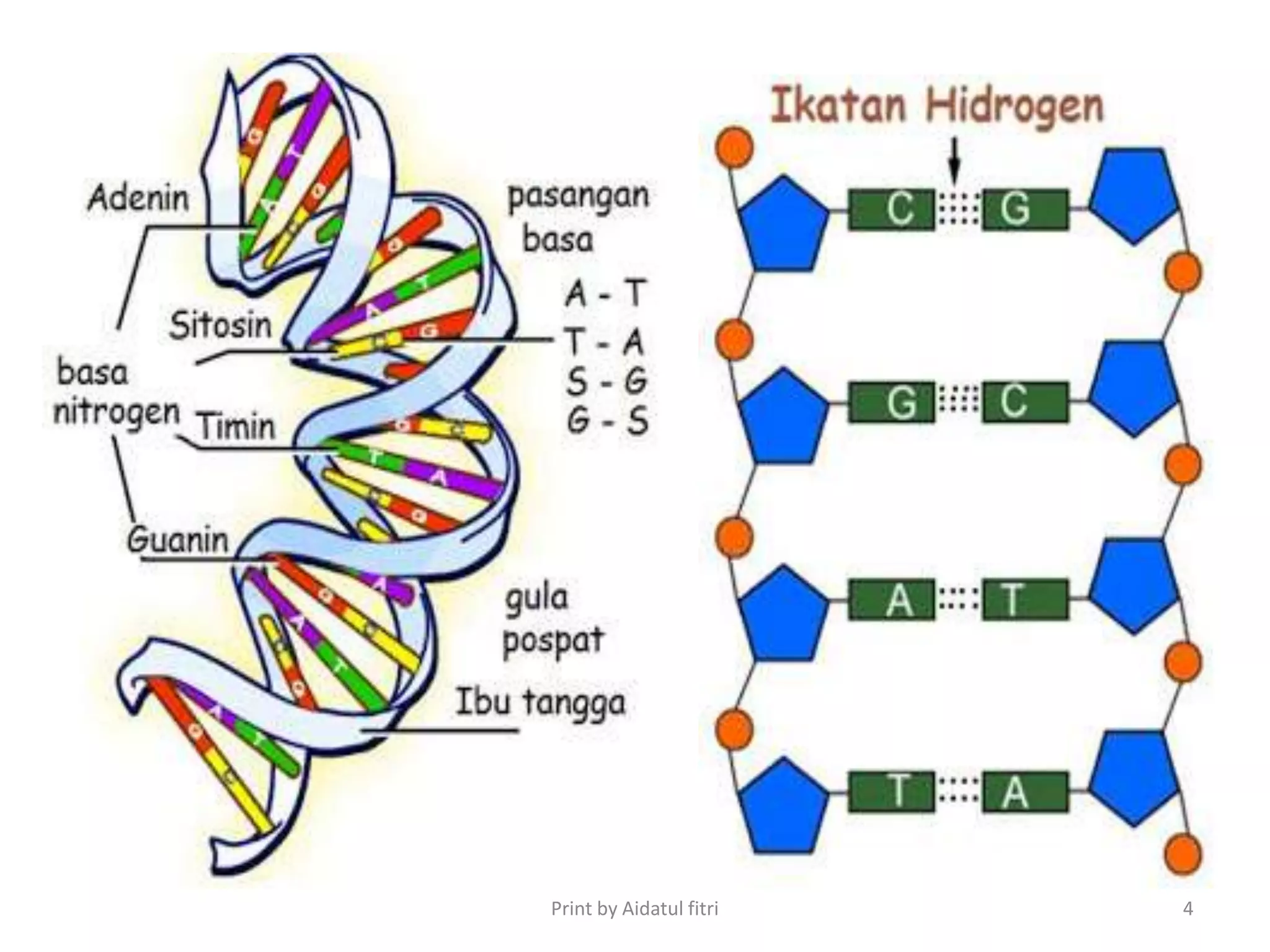 Dna, gen, dan kromosom | PPTX