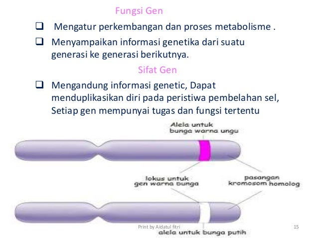 Dna, gen, dan kromosom