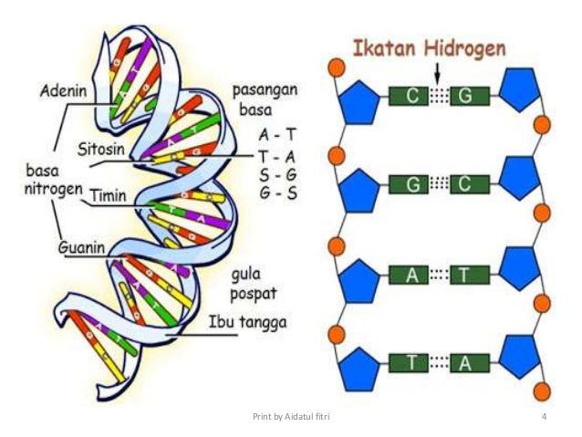 Dna, gen, dan kromosom