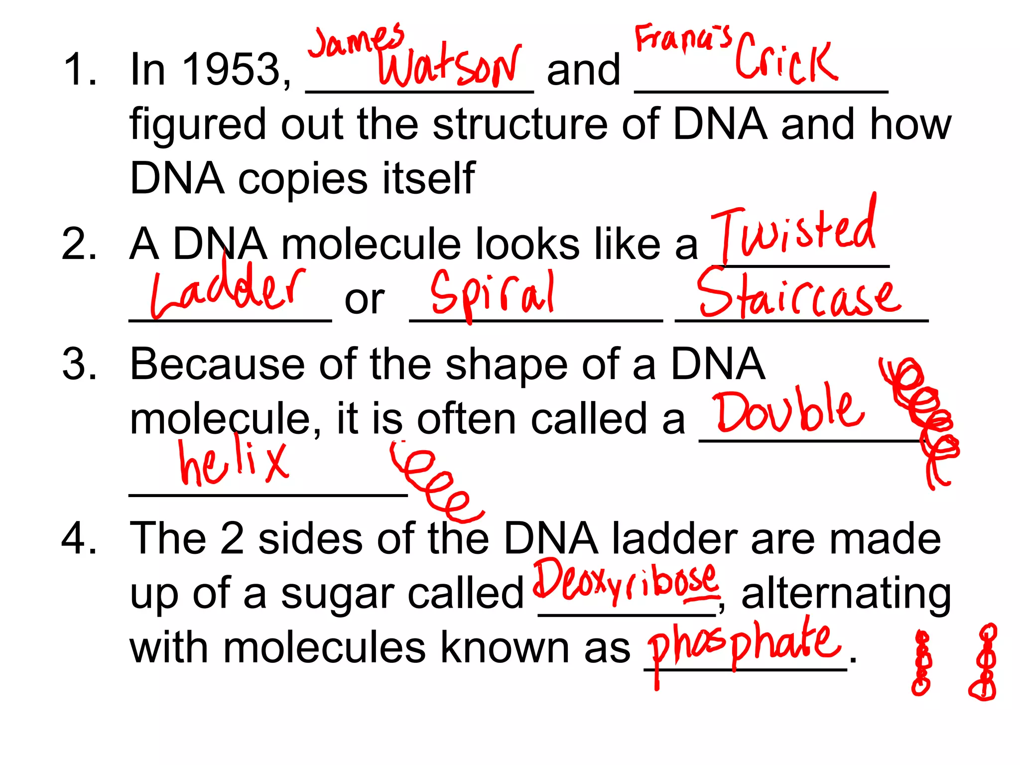 Dna Guided Reading Pd1 | PPT