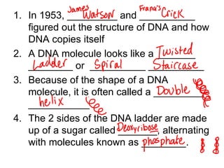 Dna Guided Reading Pd1 | PPT