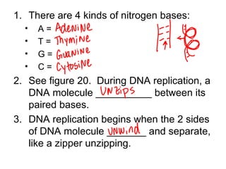 Dna Guided Reading Pd1 | PPT