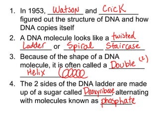 Dna Guided Reading Pd6 | PPT